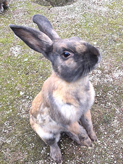 2024年 – 谷中千駄木ペットクリニック